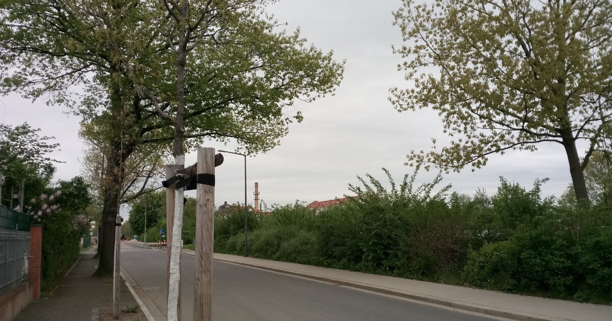 400 neue Bäume für Straßen und Parks | SACHSEN FERNSEHEN
