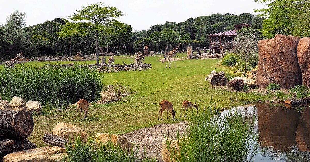 Tierisches Vergnügen: Neue Saison im Zoo Leipzig startet | Sachsen ...