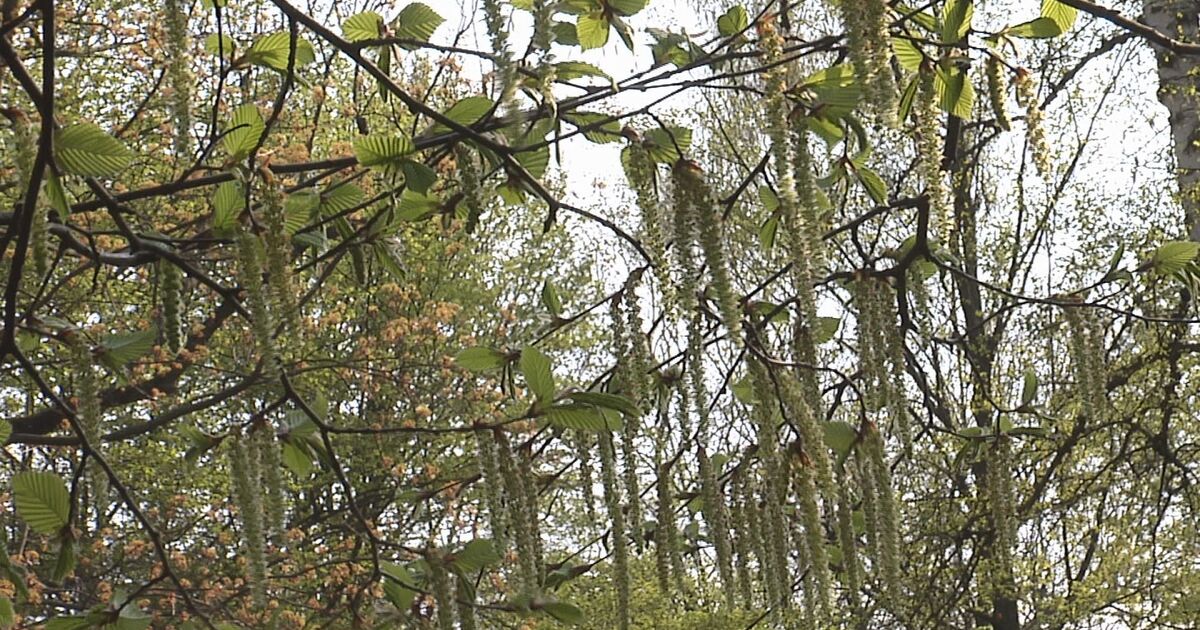 Pollenmonitor am Universitätsklinikum Leipzig schlägt aus