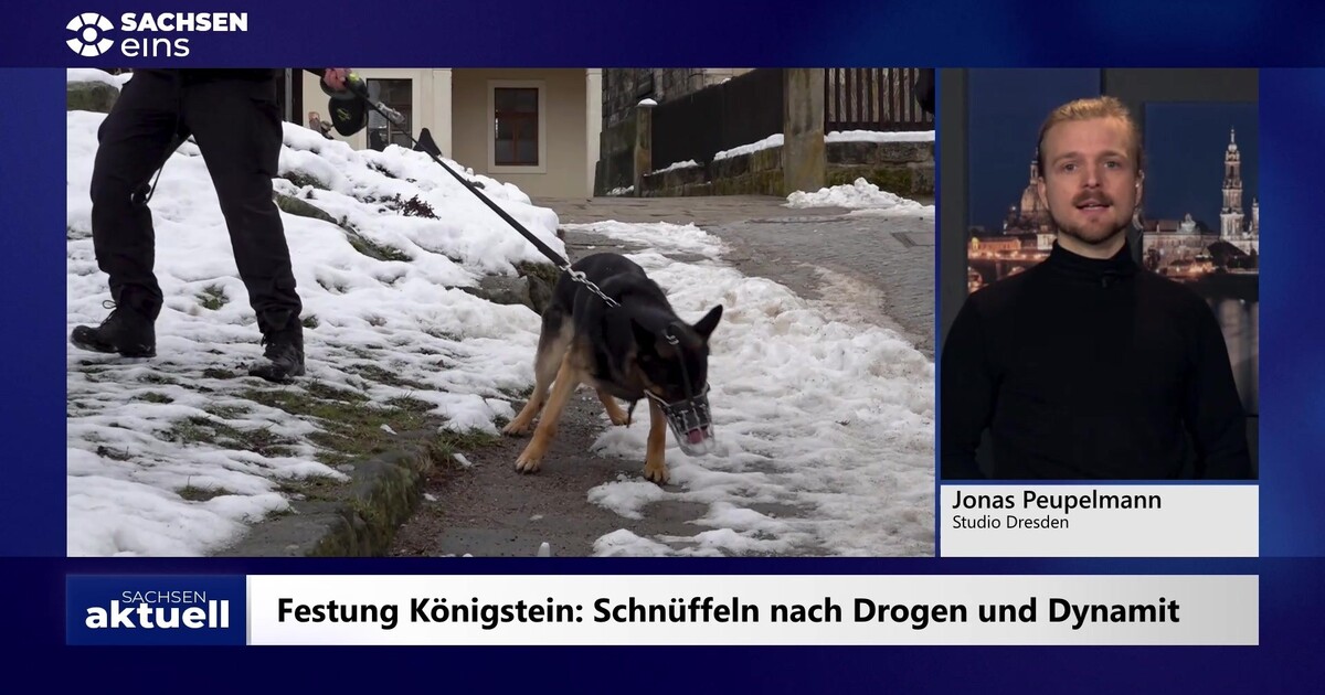 Dresdner Polizeihunde trainieren auf der Festung Königstein | Sachsen ...