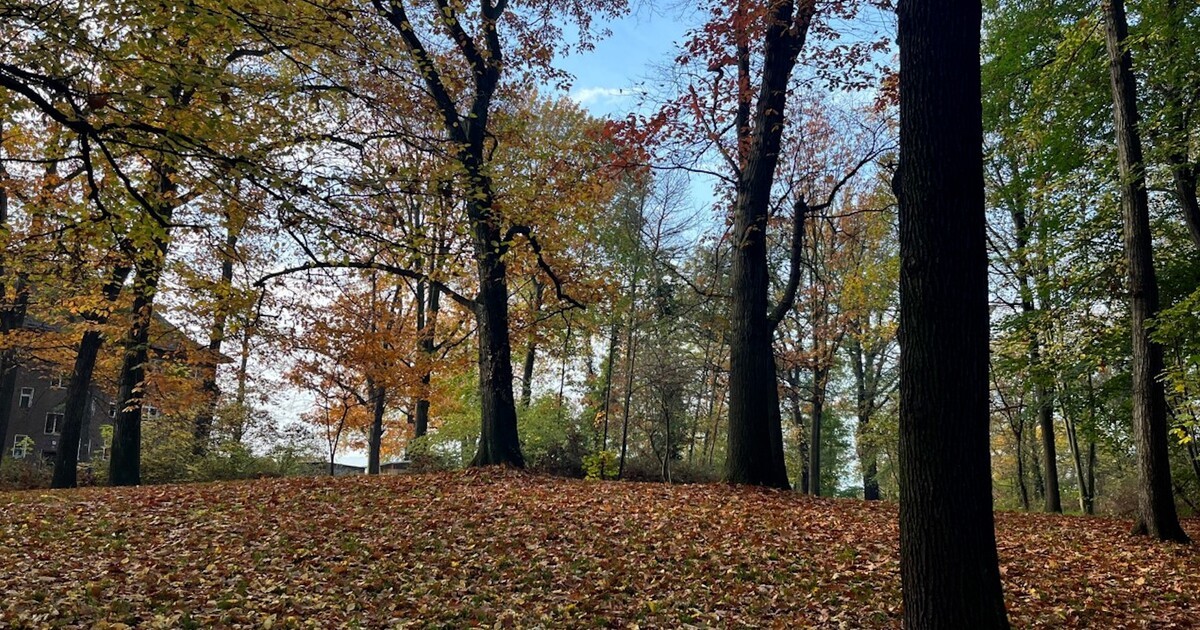 Vermehrter Holzdiebstahl in Sachsens Wäldern | SACHSEN FERNSEHEN