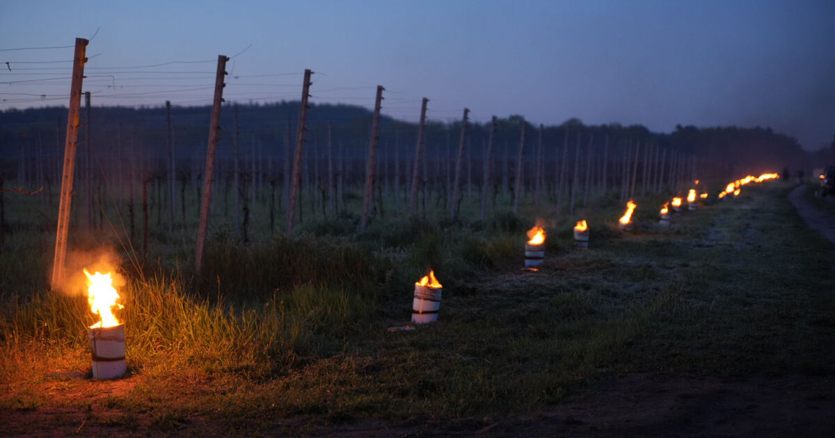Feuer in den Weinbergen zum Schutz von 100.000 Reben