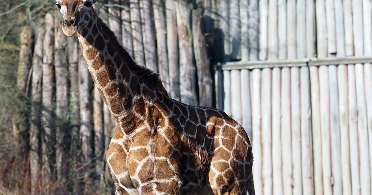 Leipzig: Wie soll der Giraffen-Nachwuchs im Zoo Leipzig heißen?