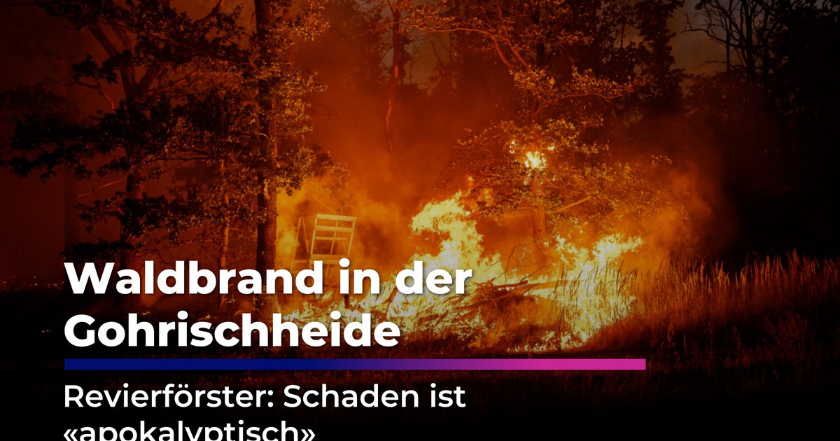 Revierförster: Schaden in der Gohrischheide «apokalyptisch»