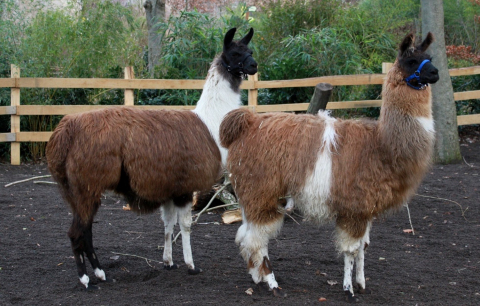 Horst und seine Freunde – Neues Gehege für Leipziger Lamas | SACHSEN ...