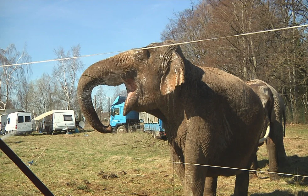 Gehören Tiere in den Zirkus? | Sachsen Fernsehen